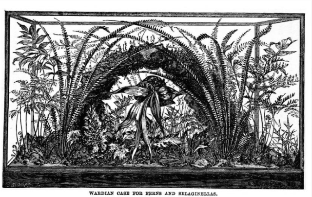 Rochfords: the start of a dynasty. | The Garden History Blog