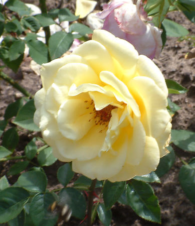 Harry Wheatcroft : the red rose grower | The Garden History Blog