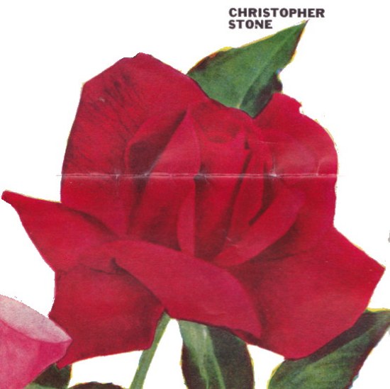 Harry Wheatcroft : the red rose grower | The Garden History Blog