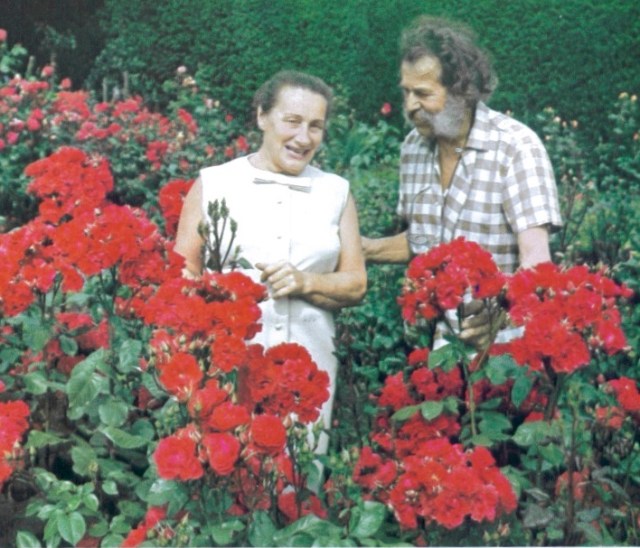 Harry Wheatcroft : the red rose grower | The Garden History Blog