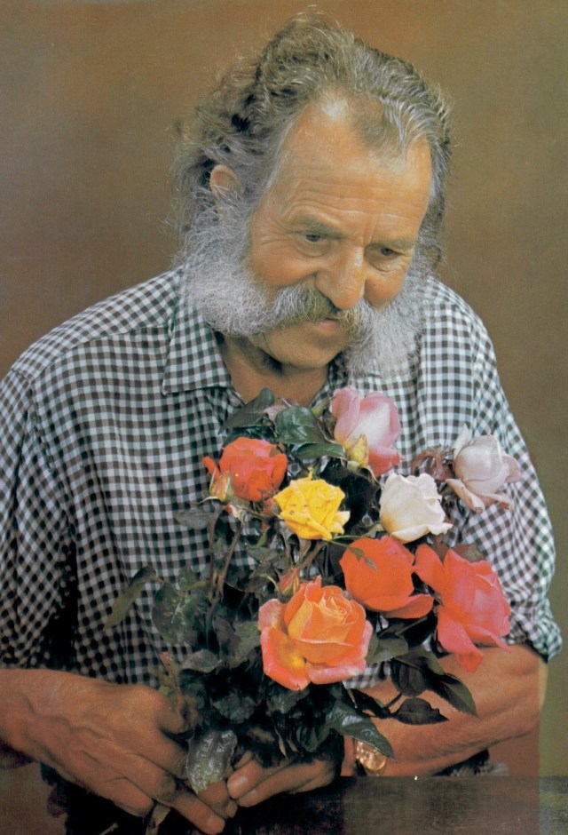 Harry Wheatcroft : the red rose grower | The Garden History Blog