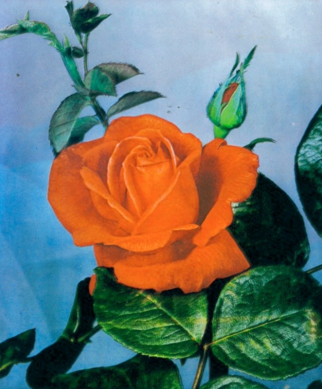 Harry Wheatcroft : the red rose grower | The Garden History Blog