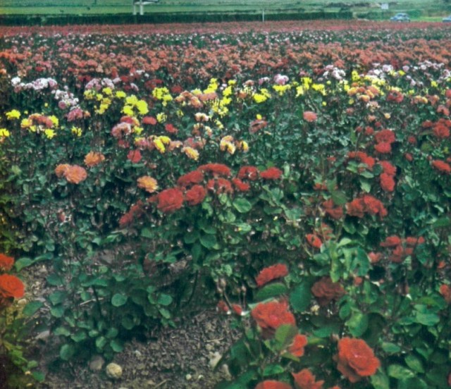 Harry Wheatcroft : the red rose grower | The Garden History Blog