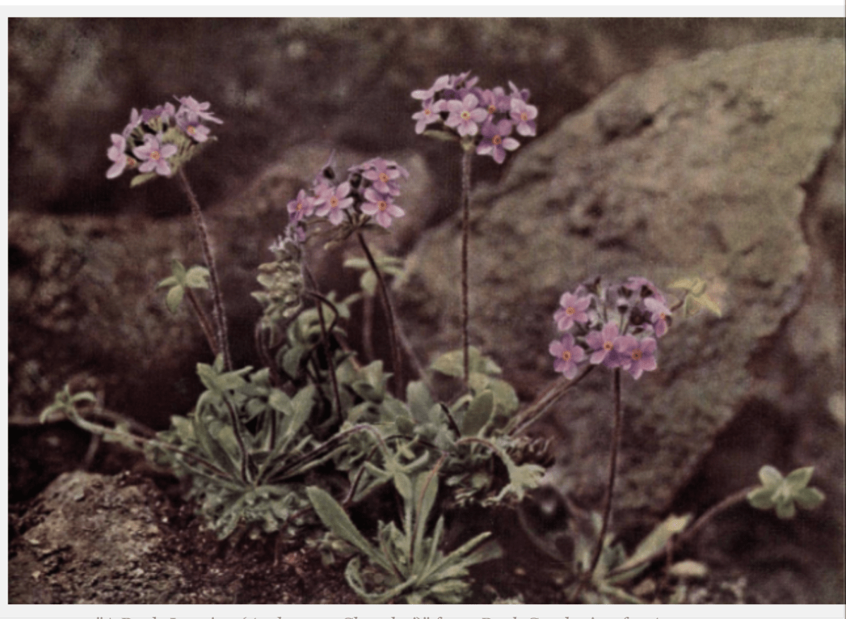 Henry Essenhigh Corke : pioneer plant photographer | The Garden History ...