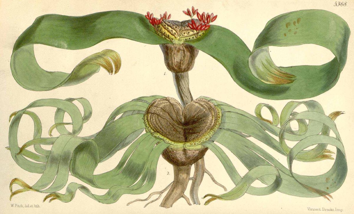 Welwitschia mirabilis: “the ugliest plant in creation”? | The Garden ...