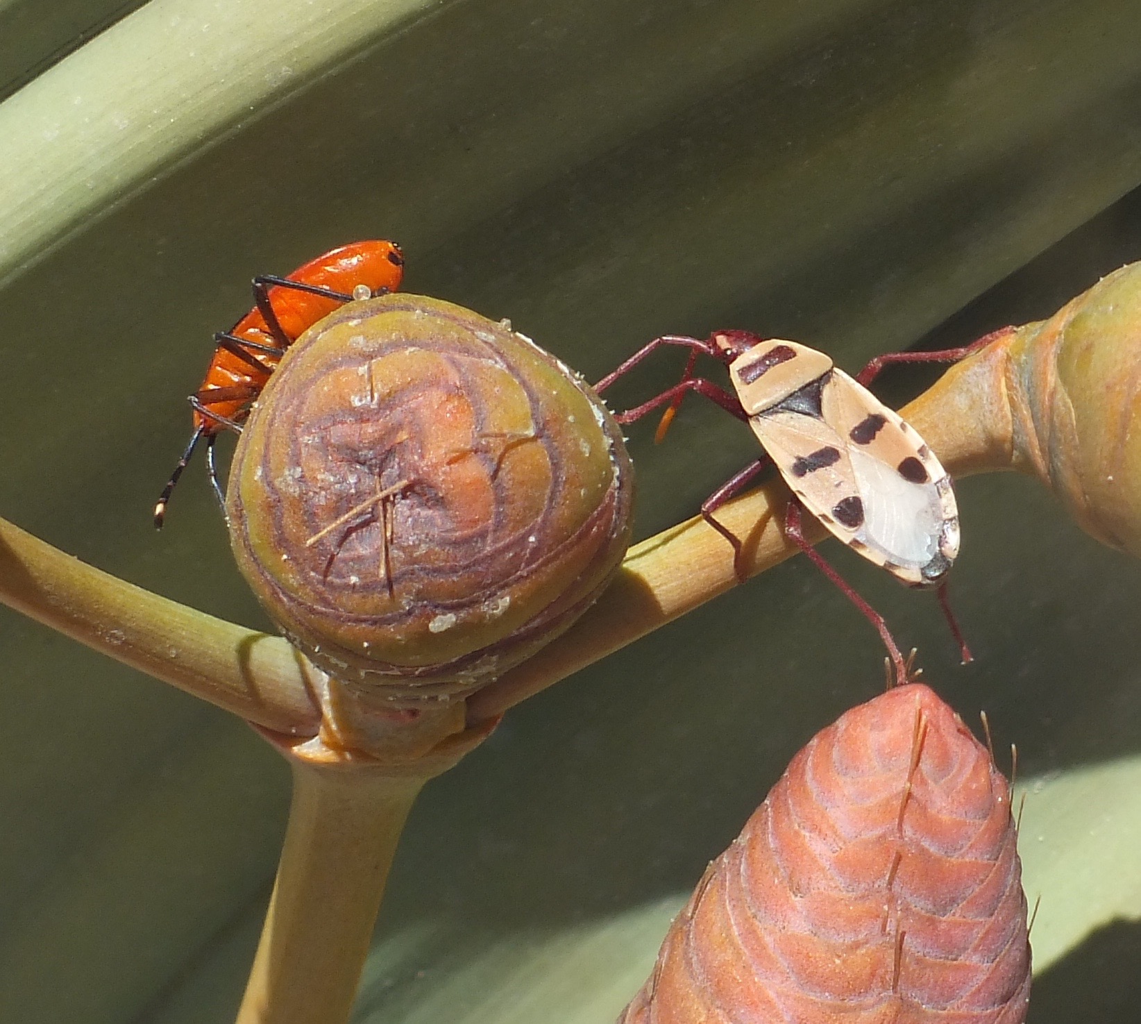 Welwitschia mirabilis: “the ugliest plant in creation”? | The Garden ...