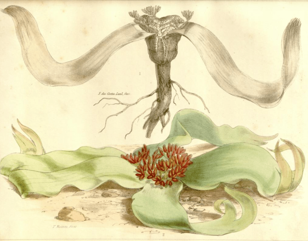 Welwitschia mirabilis: “the ugliest plant in creation”? | The Garden ...