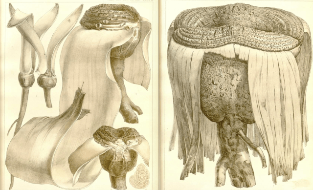 Welwitschia mirabilis: “the ugliest plant in creation”? | The Garden ...