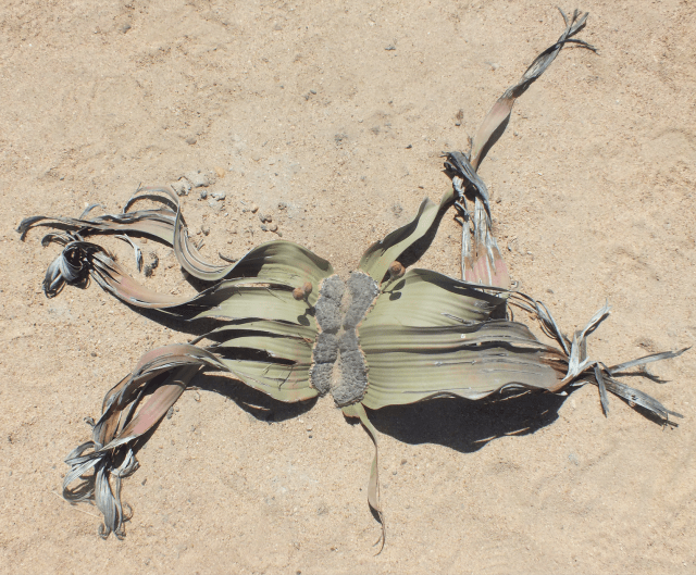 Welwitschia mirabilis: “the ugliest plant in creation”? | The Garden ...