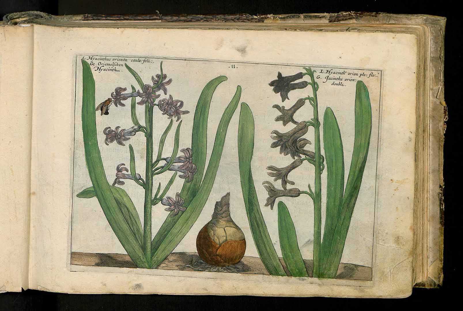 Hyacinths | The Garden History Blog