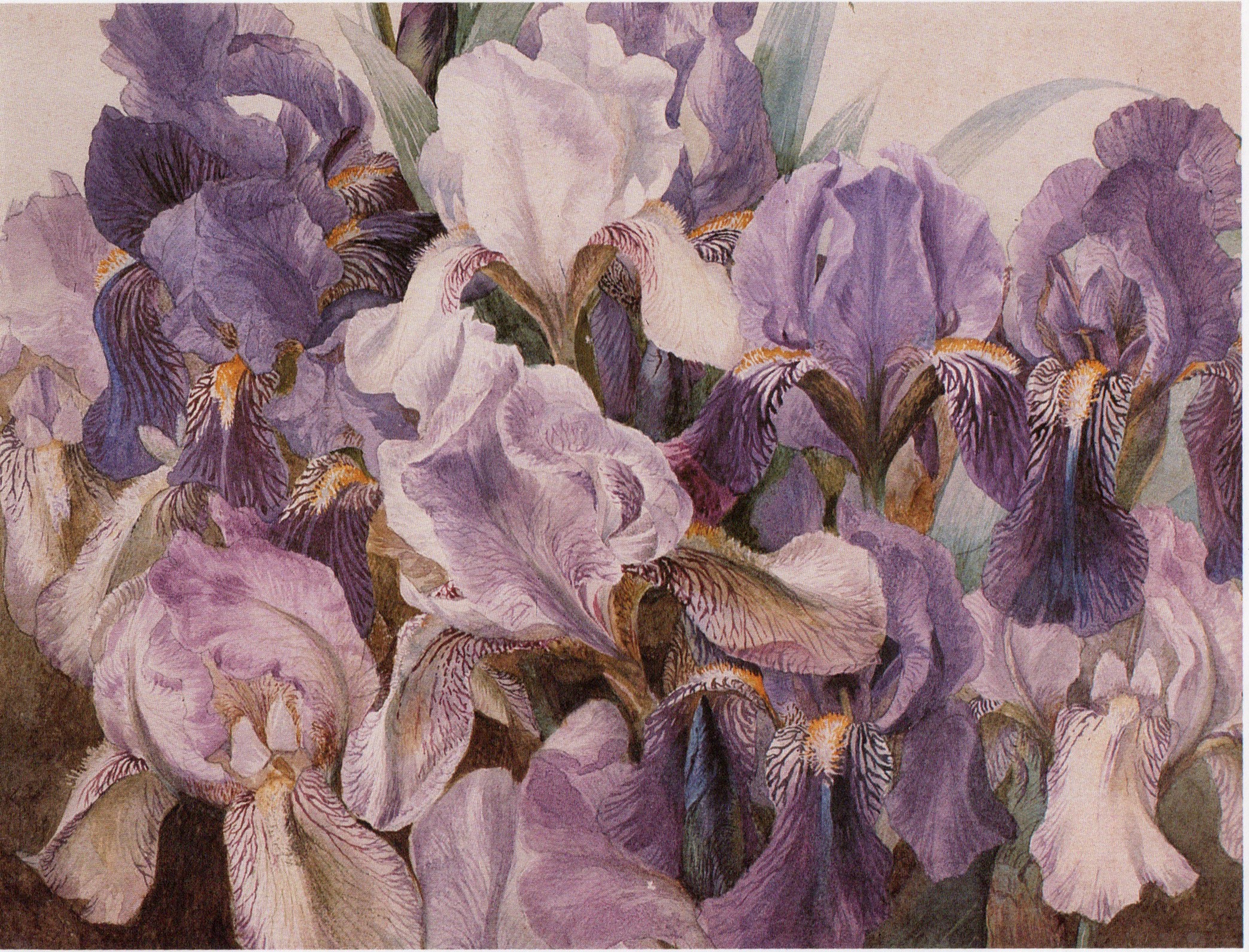 Iris: “the Greatest Show in the Floral Kingdom”. | The Garden History Blog