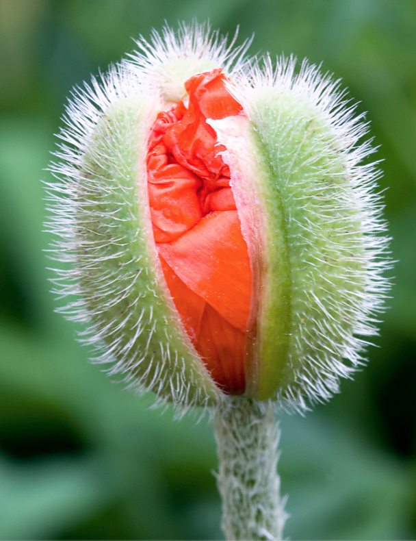 The Poppy | The Garden History Blog