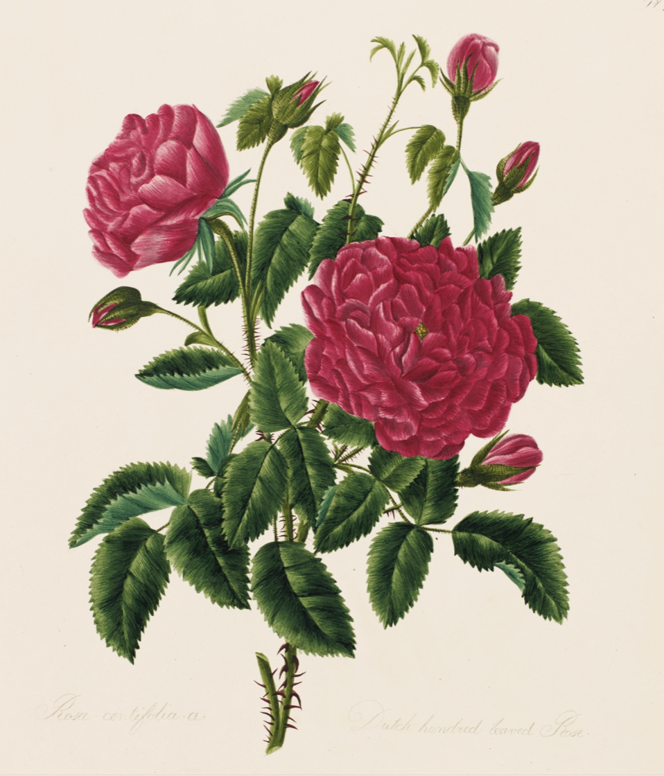 A Maiden’s Blush: the first book of Roses | The Garden History Blog