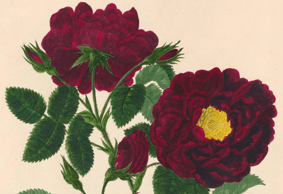 A Maiden’s Blush: the first book of Roses | The Garden History Blog