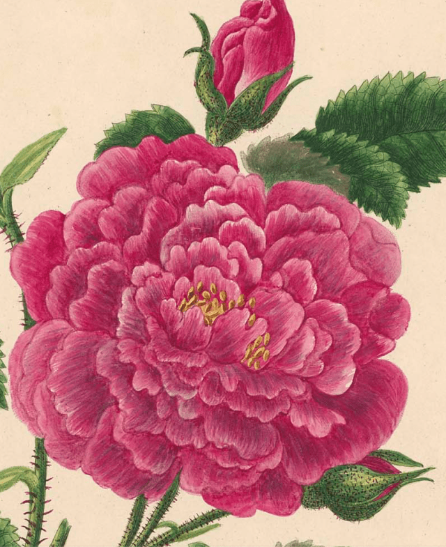A Maiden’s Blush: the first book of Roses | The Garden History Blog