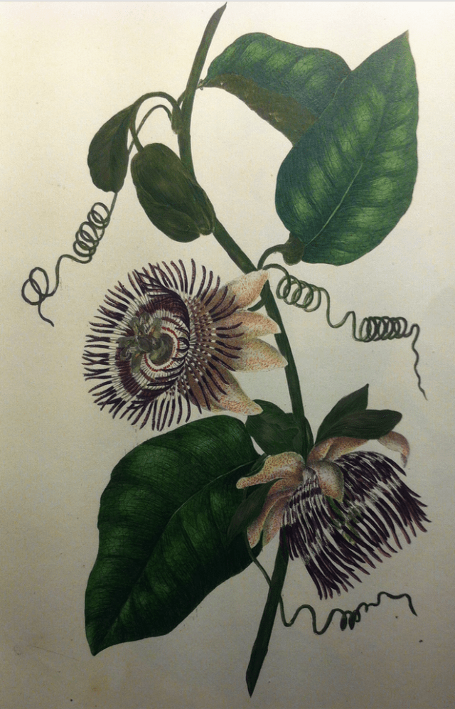 The Passion of Mary Lawrance | The Garden History Blog
