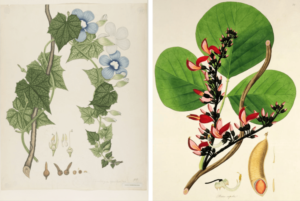 The adventures of Maria Graham | The Garden History Blog