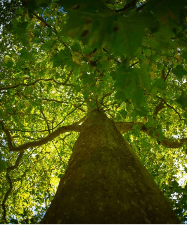The Harcourt Arboretum or how to become a millionaire by growing pine ...