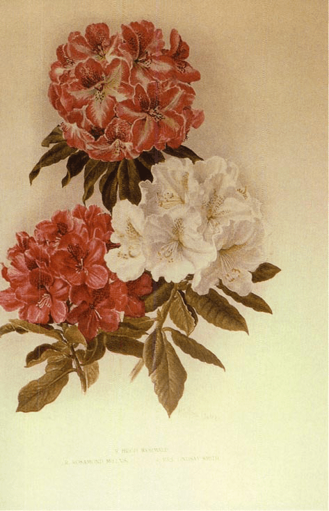 Winifred Walker: “The most famous of all flower painters” | The Garden ...