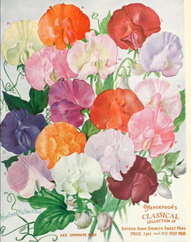 Winifred Walker: “The most famous of all flower painters” | The Garden ...