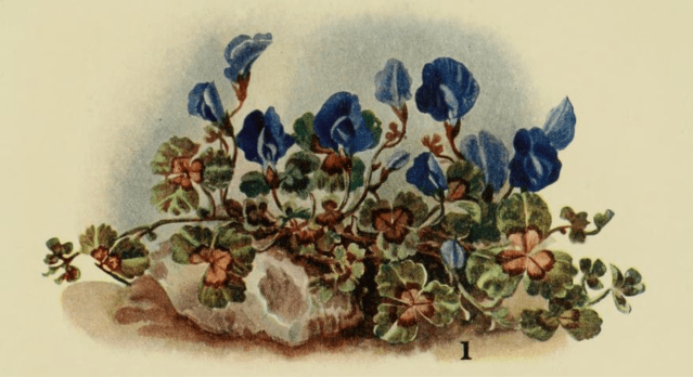Winifred Walker: “The most famous of all flower painters” | The Garden ...