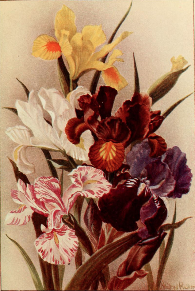 Winifred Walker: “The most famous of all flower painters” | The Garden ...