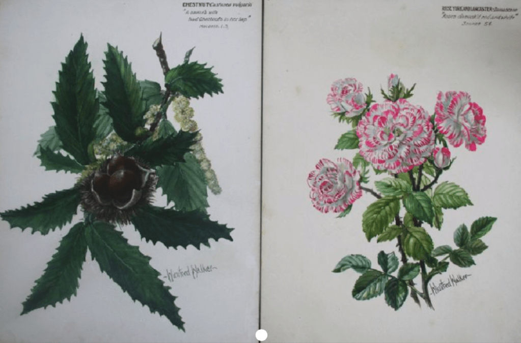 Winifred Walker: “The most famous of all flower painters” | The Garden ...