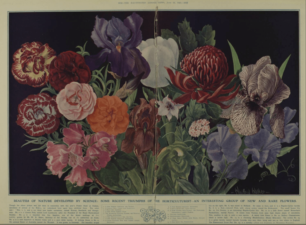 Winifred Walker: “The most famous of all flower painters” | The Garden ...