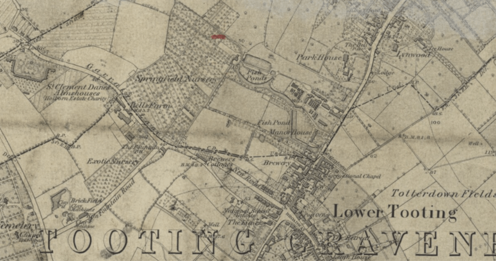 The Daffodil King of Tooting | The Garden History Blog