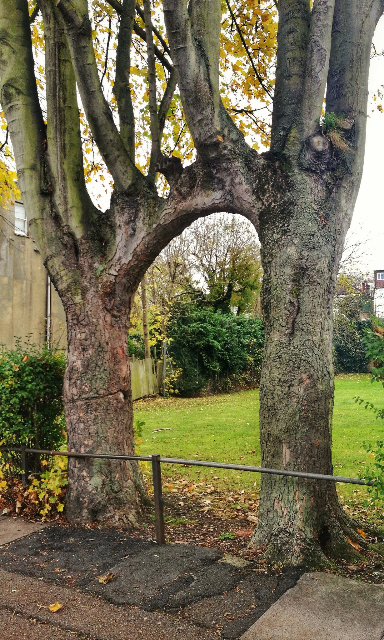 Growing a 4 Legged Giant | The Garden History Blog