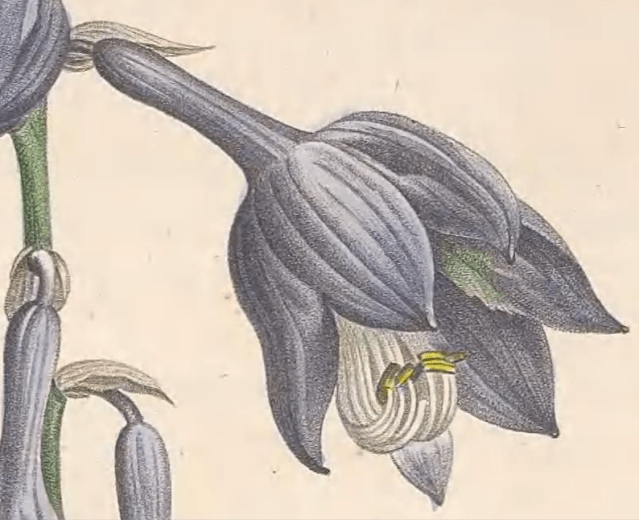 Immortalising the ephemeral: The painter, his patrons and their plants ...