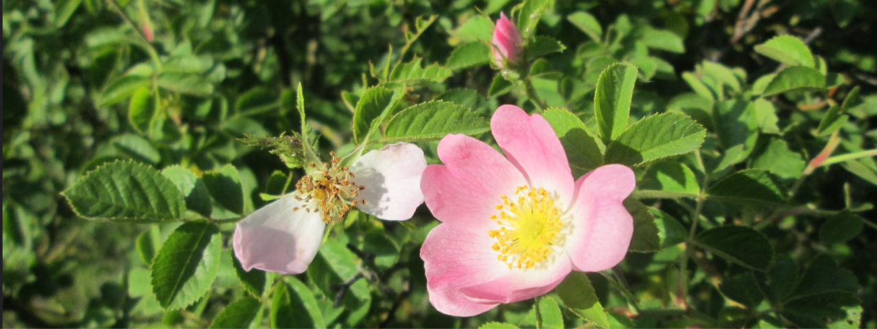 A Young Man Among Roses | The Garden History Blog