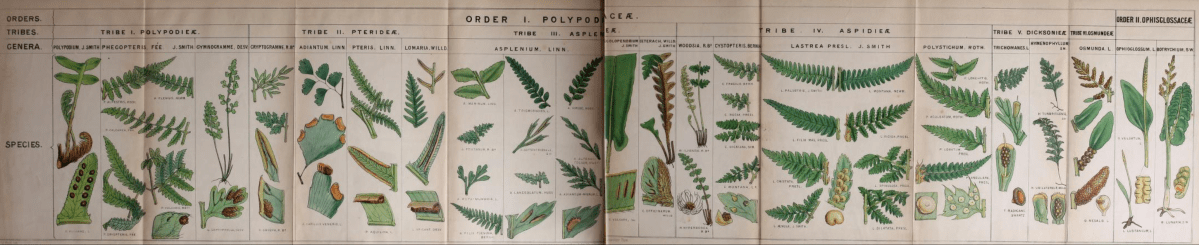 Pteridomania | The Garden History Blog
