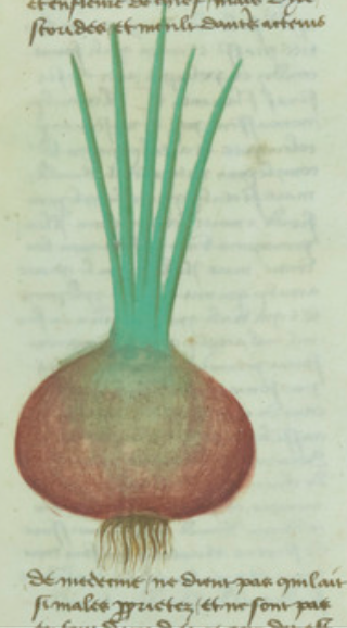 Know Your Onions…. | The Garden History Blog