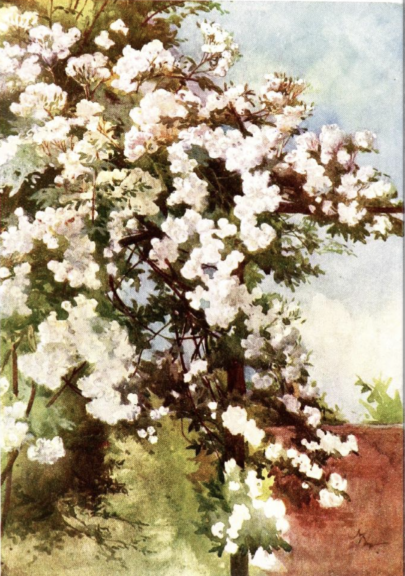 Margaret Waterfield | The Garden History Blog