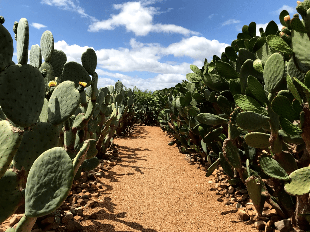 Babylonstoren : Beyond the Kitchen Garden | The Garden History Blog