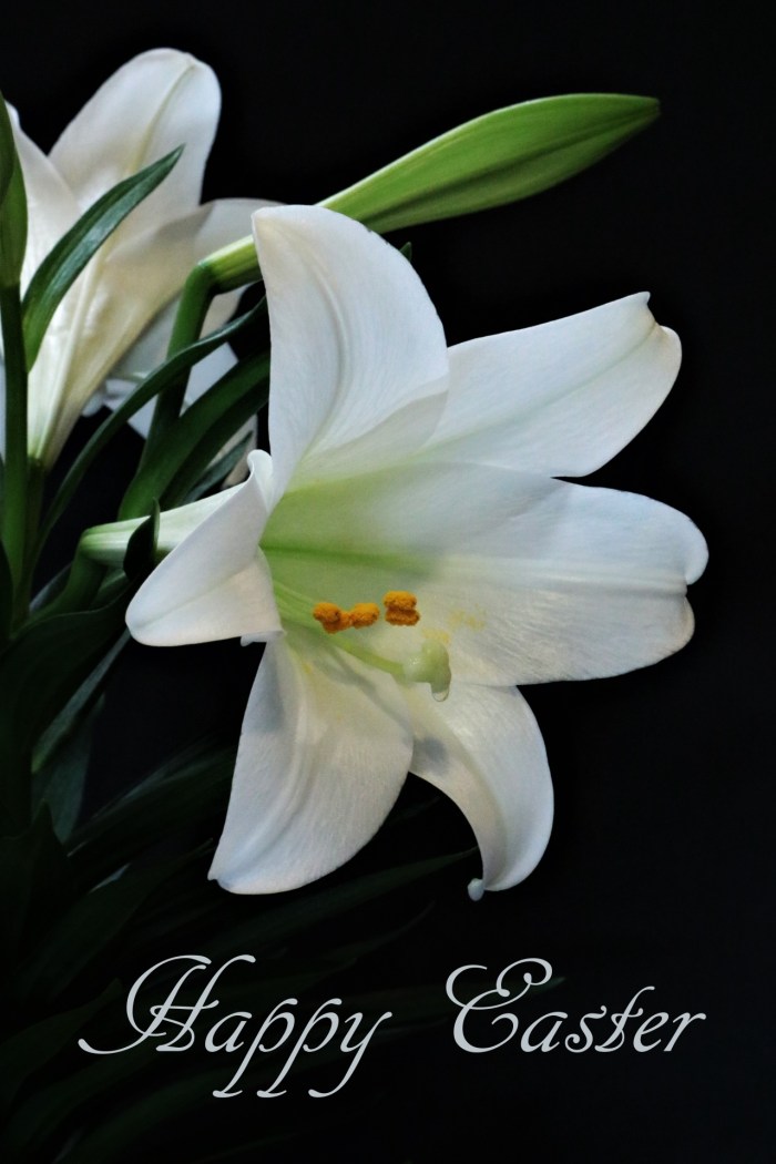 Easter Lilies | The Garden History Blog