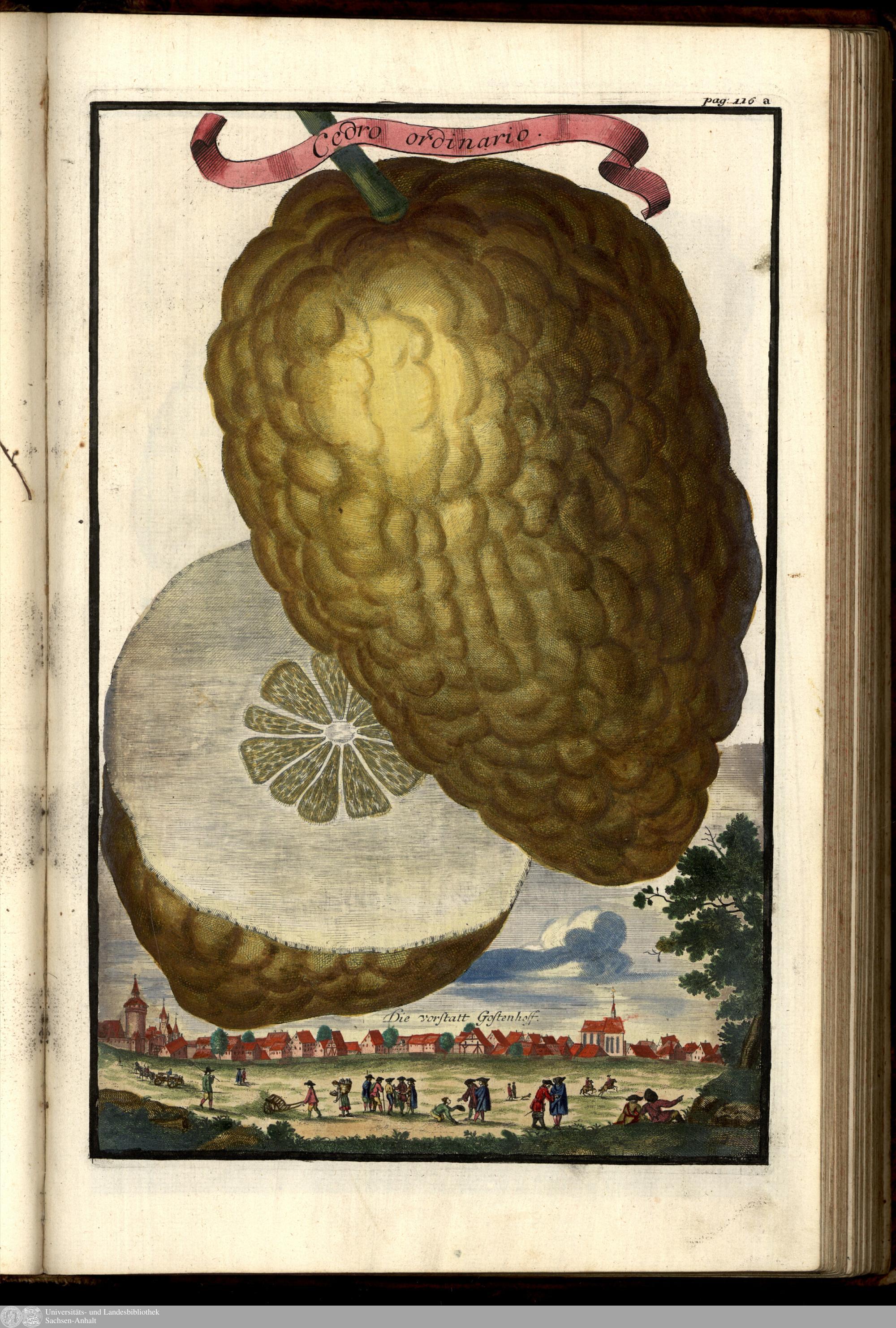 The Golden Oranges and Lemons of the Hesperides | The Garden History Blog