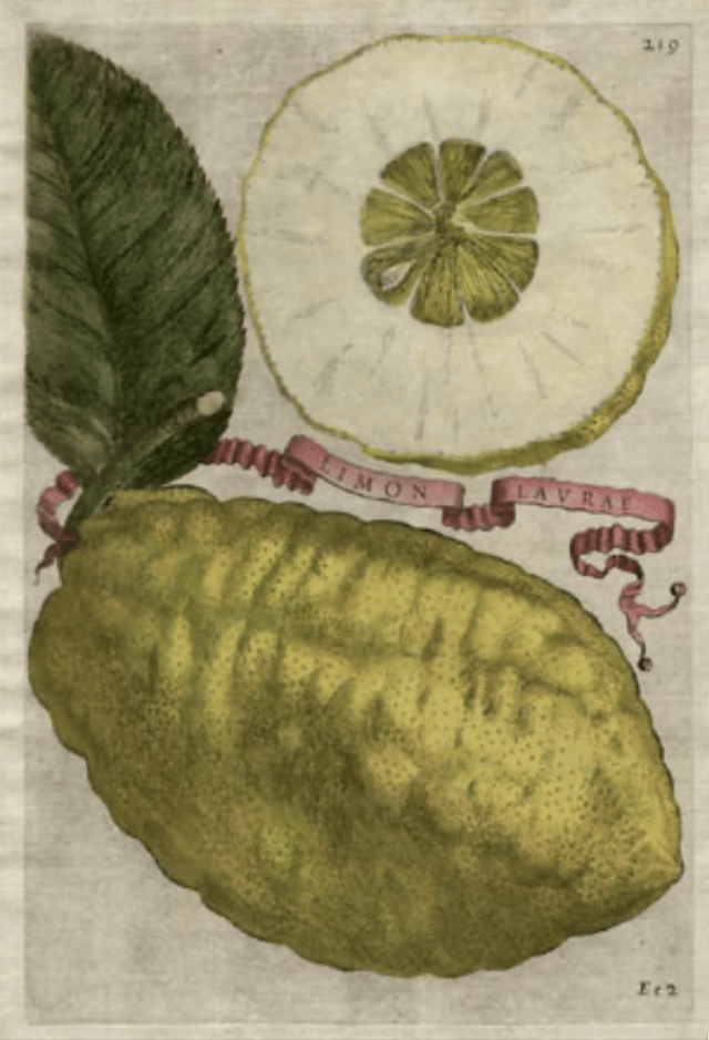 The Golden Apples of the Hesperides | The Garden History Blog