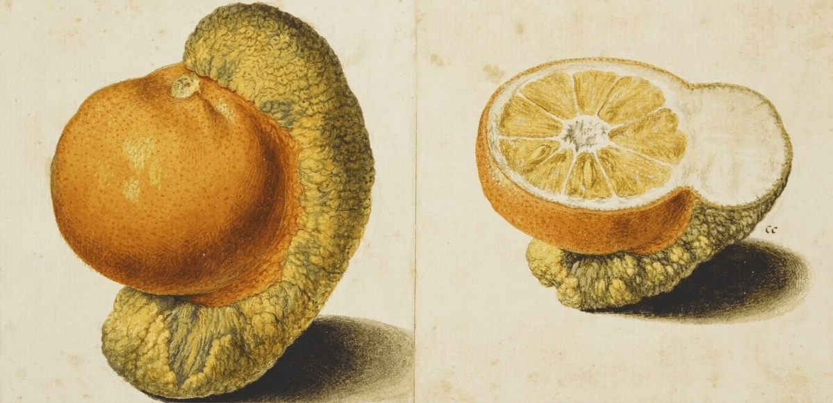 The Golden Apples of the Hesperides | The Garden History Blog