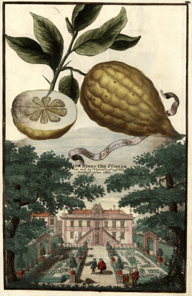 The Golden Oranges and Lemons of the Hesperides | The Garden History Blog