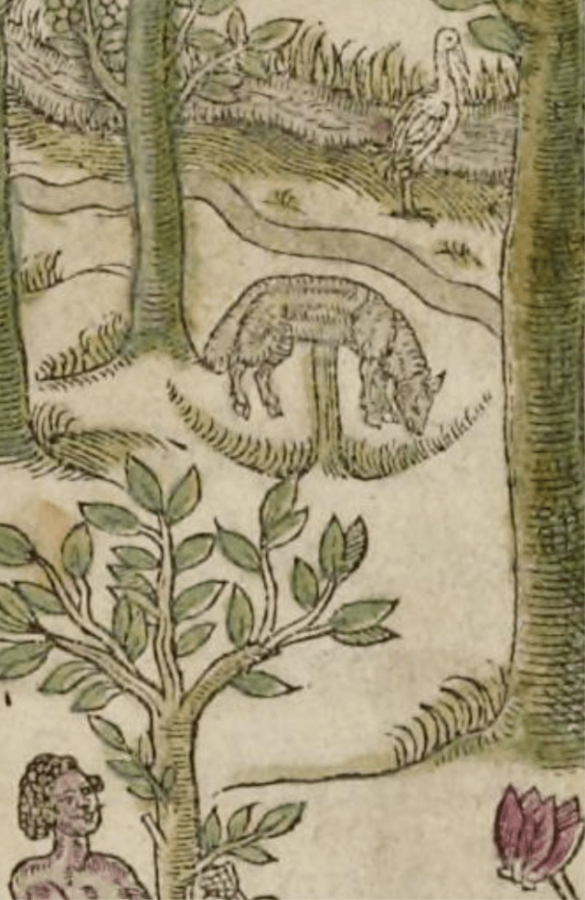 The non-existent plant that actually existed | The Garden History Blog