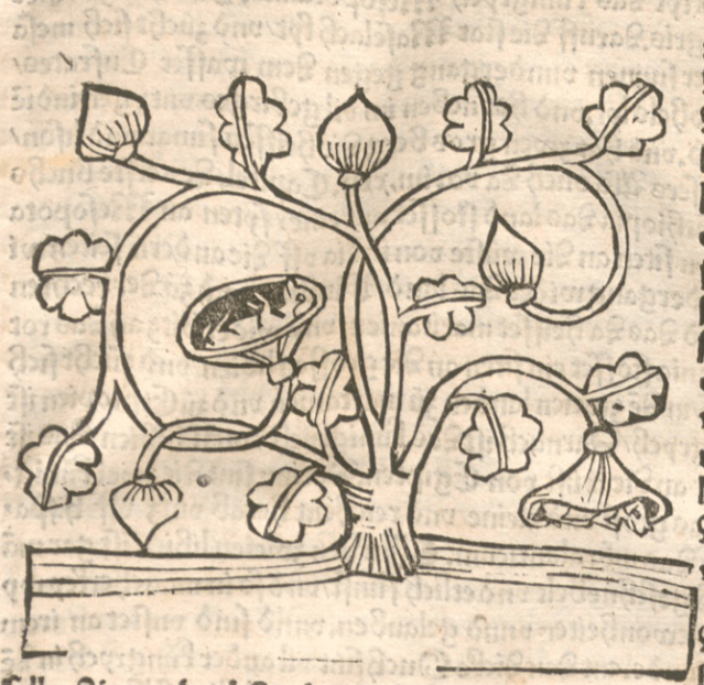 The non-existent plant that actually existed | The Garden History Blog