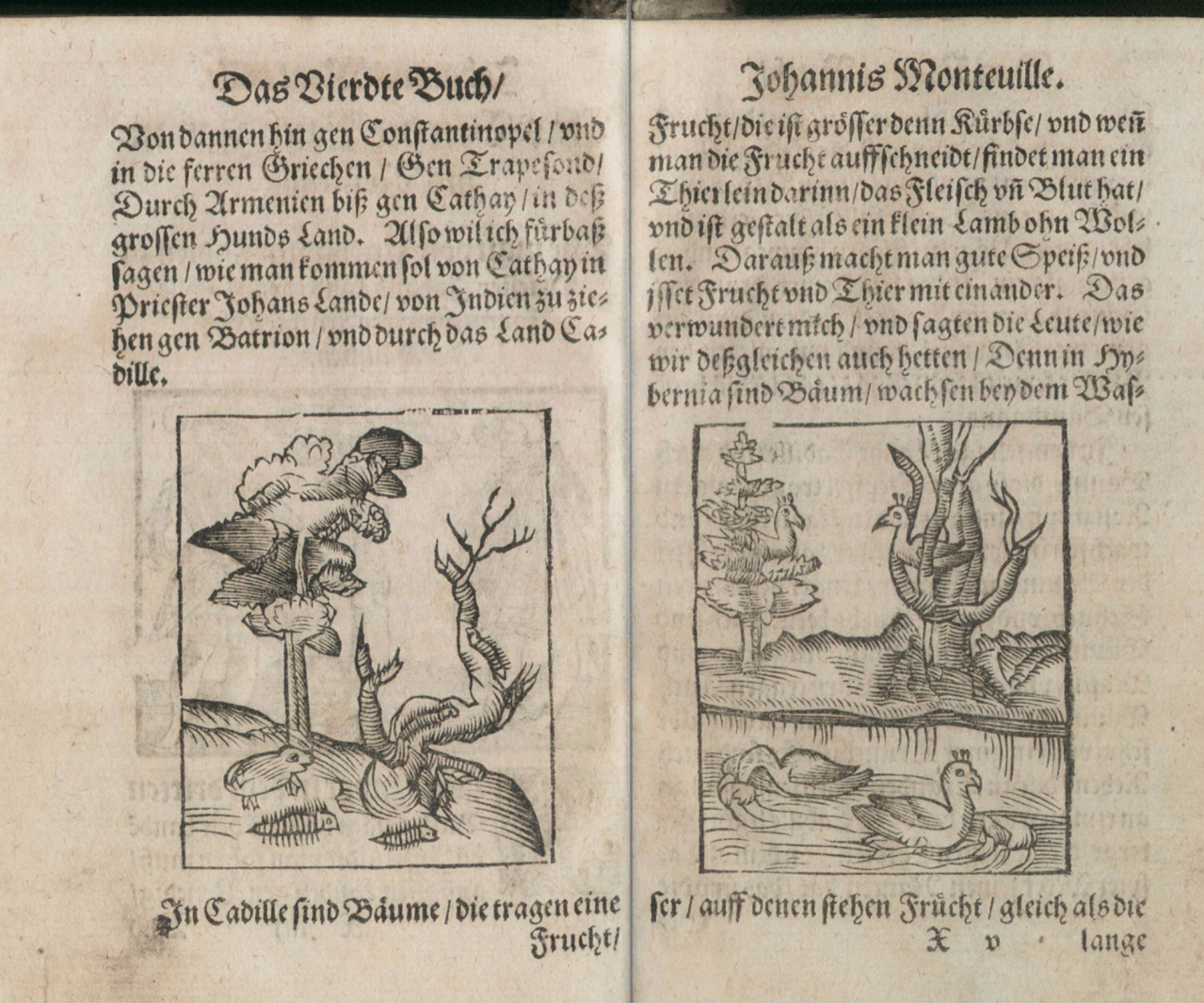 The non-existent plant that actually existed | The Garden History Blog
