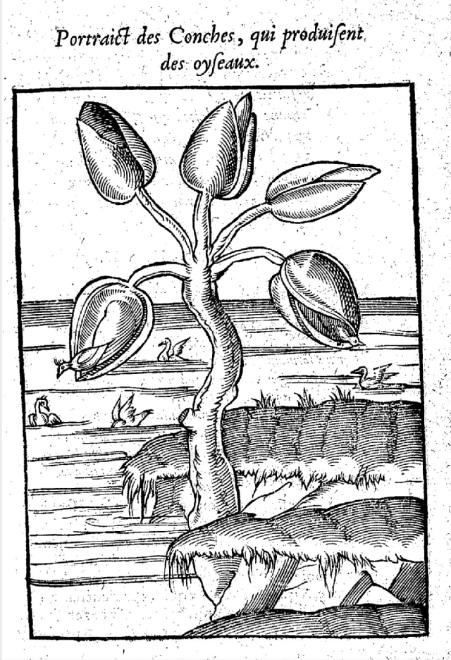 The non-existent plant that actually existed | The Garden History Blog