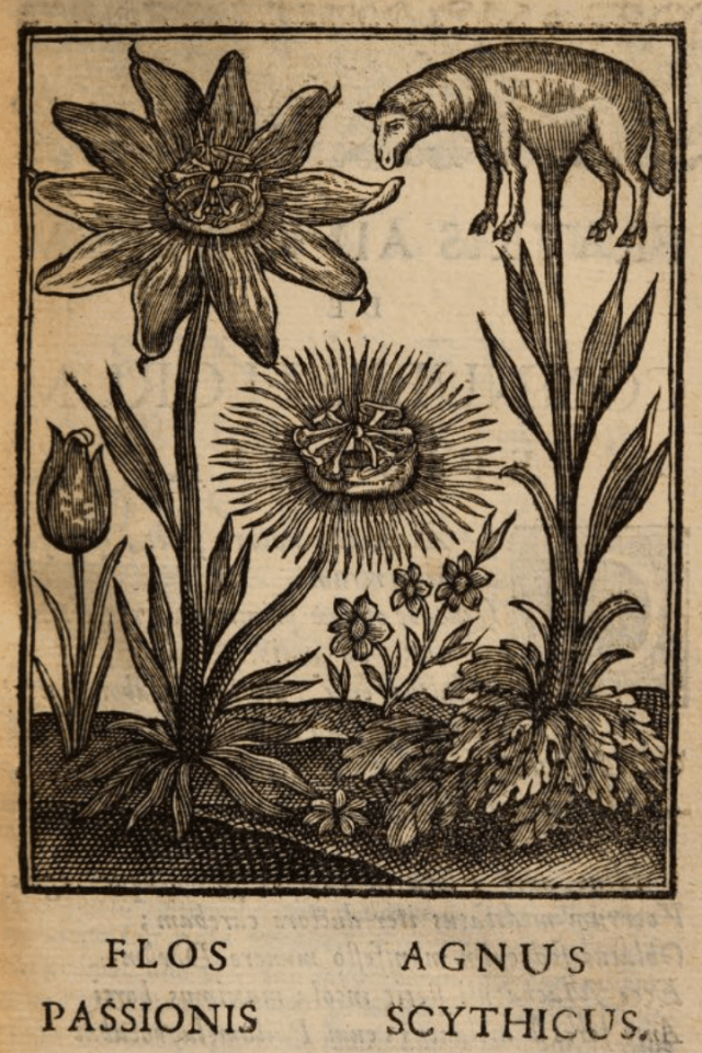 The non-existent plant that actually existed | The Garden History Blog