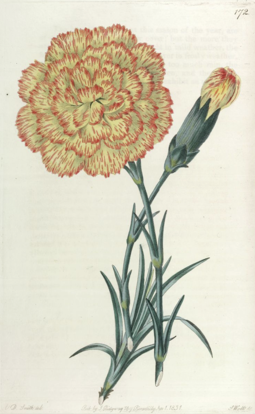 Queen Adelaide | The Garden History Blog