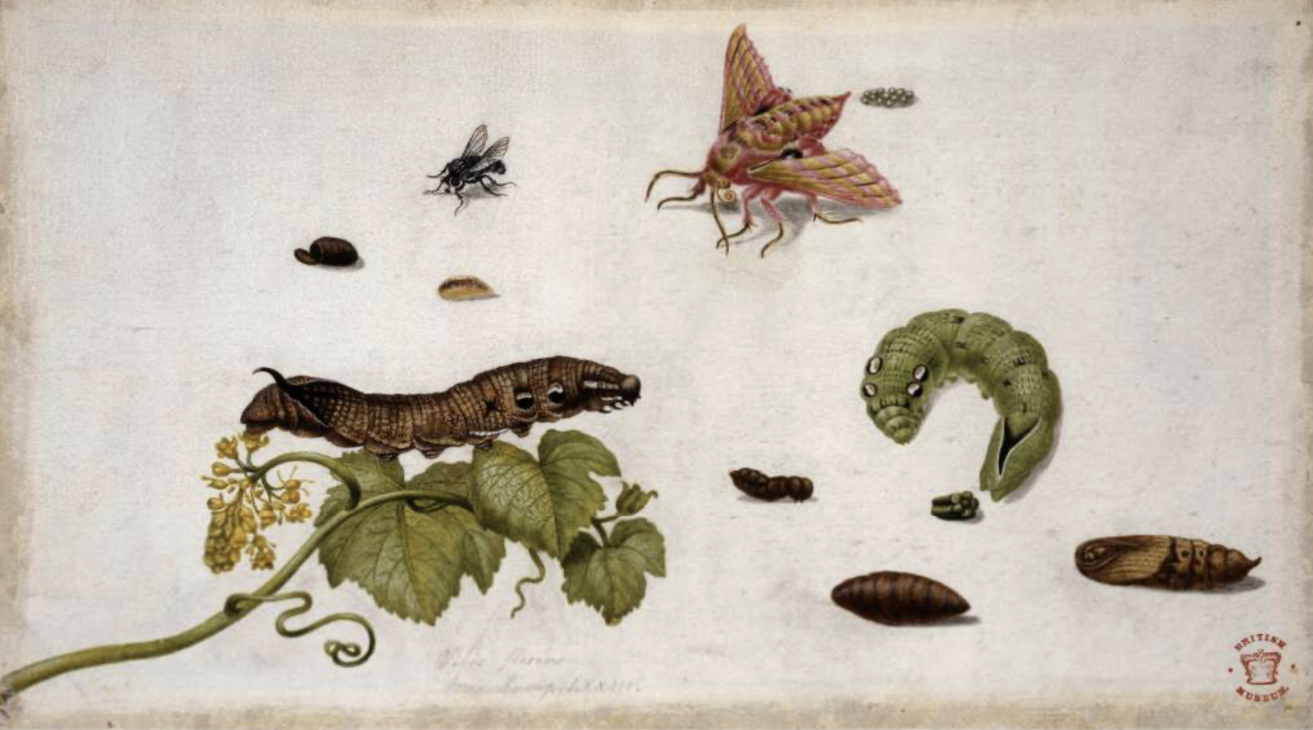 Death to the Pests! | The Garden History Blog