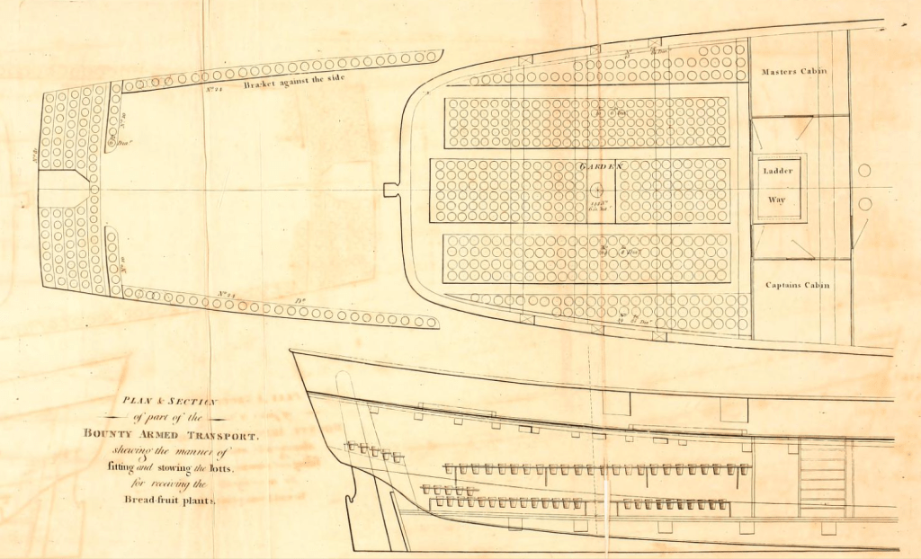 Captain Bligh, the Breadfruit and two Nelsons. | The Garden History Blog
