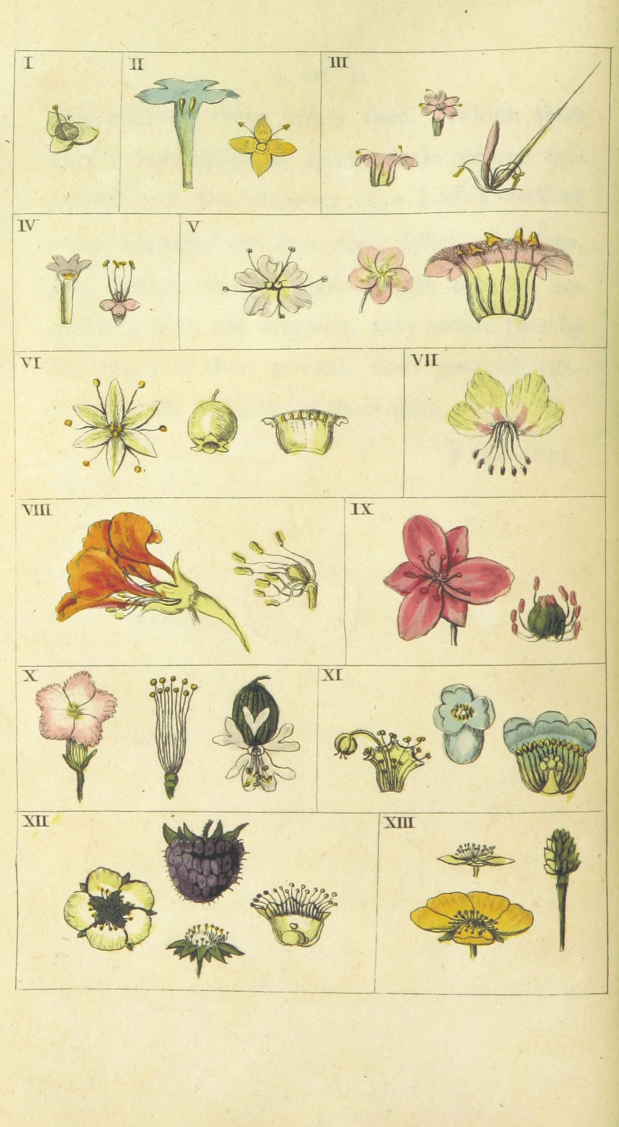 Dr Darwin’s rather naughty Botanic Garden | The Garden History Blog